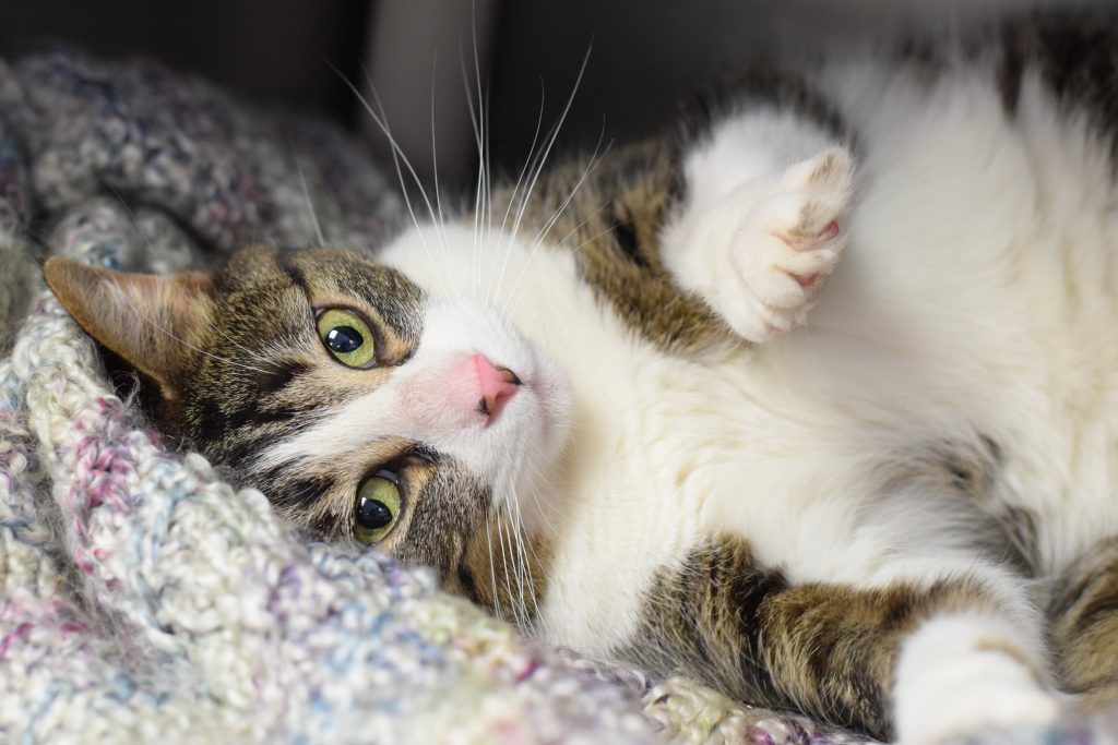 Cat Detail - Upper Peninsula Animal Welfare Shelter
