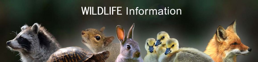 Wild Life Information - Upper Peninsula Animal Welfare Shelter