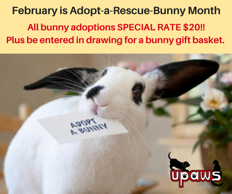 February is Adopt a Rescue Rabbit Month at UPAWS! - Upper Peninsula ...