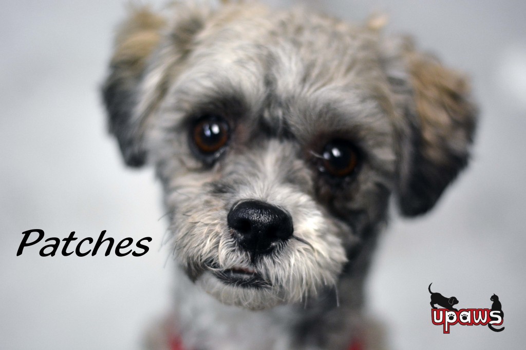 Patches - Upper Peninsula Animal Welfare Shelter