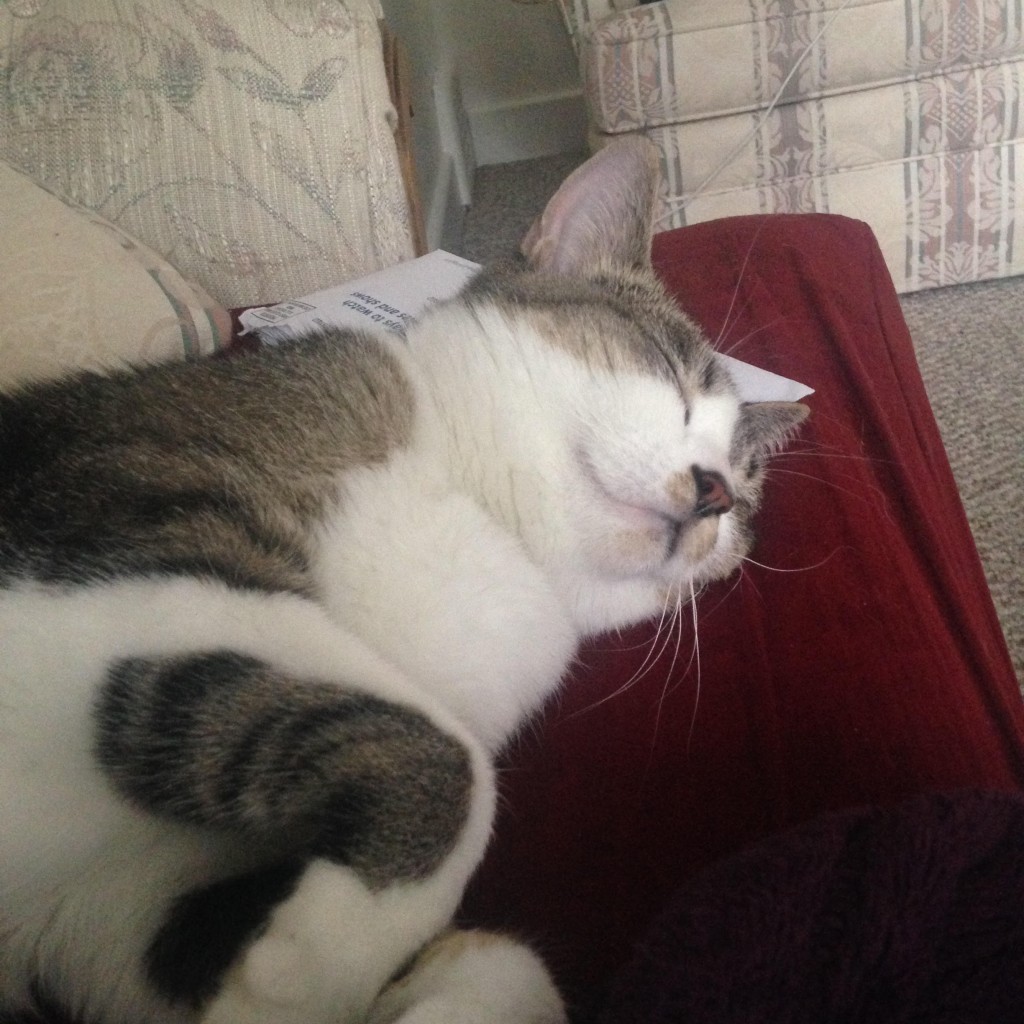 Daphne - Upper Peninsula Animal Welfare Shelter