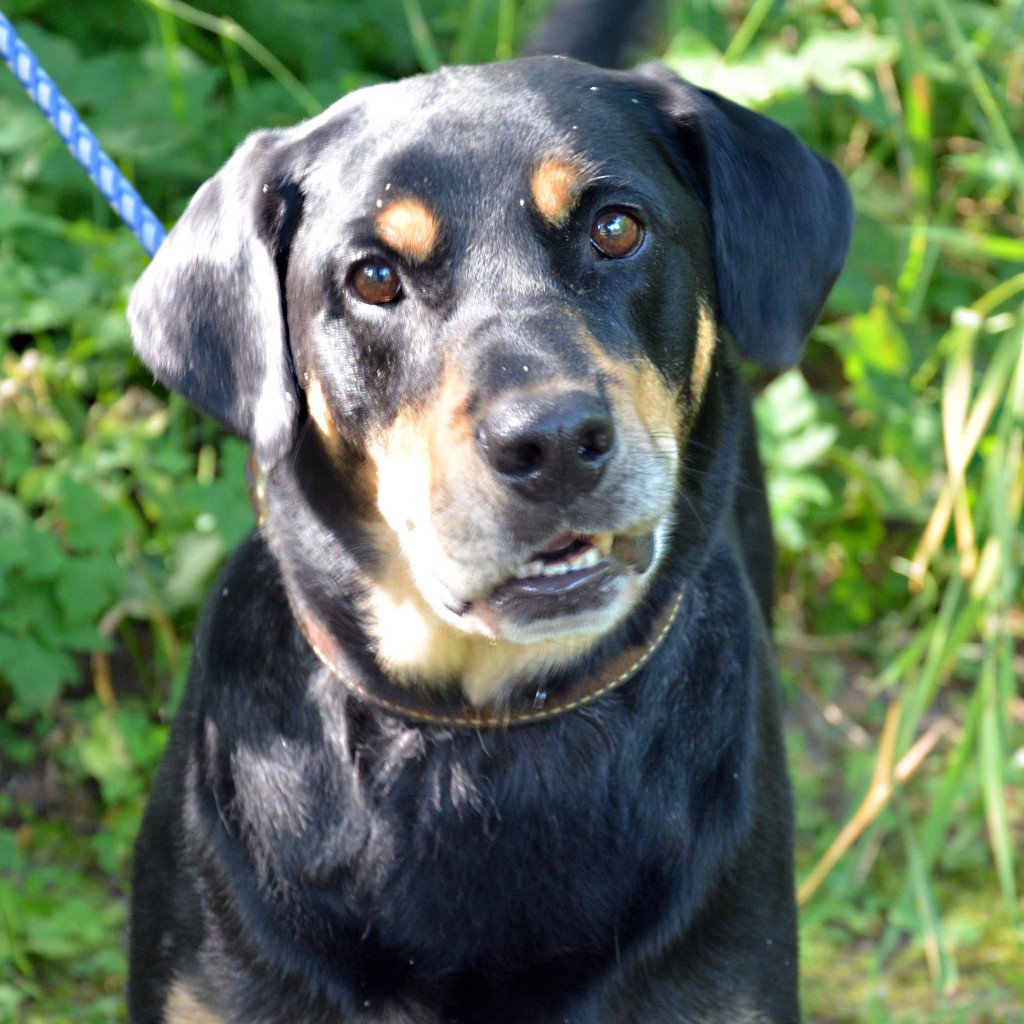 Bear - Upper Peninsula Animal Welfare Shelter