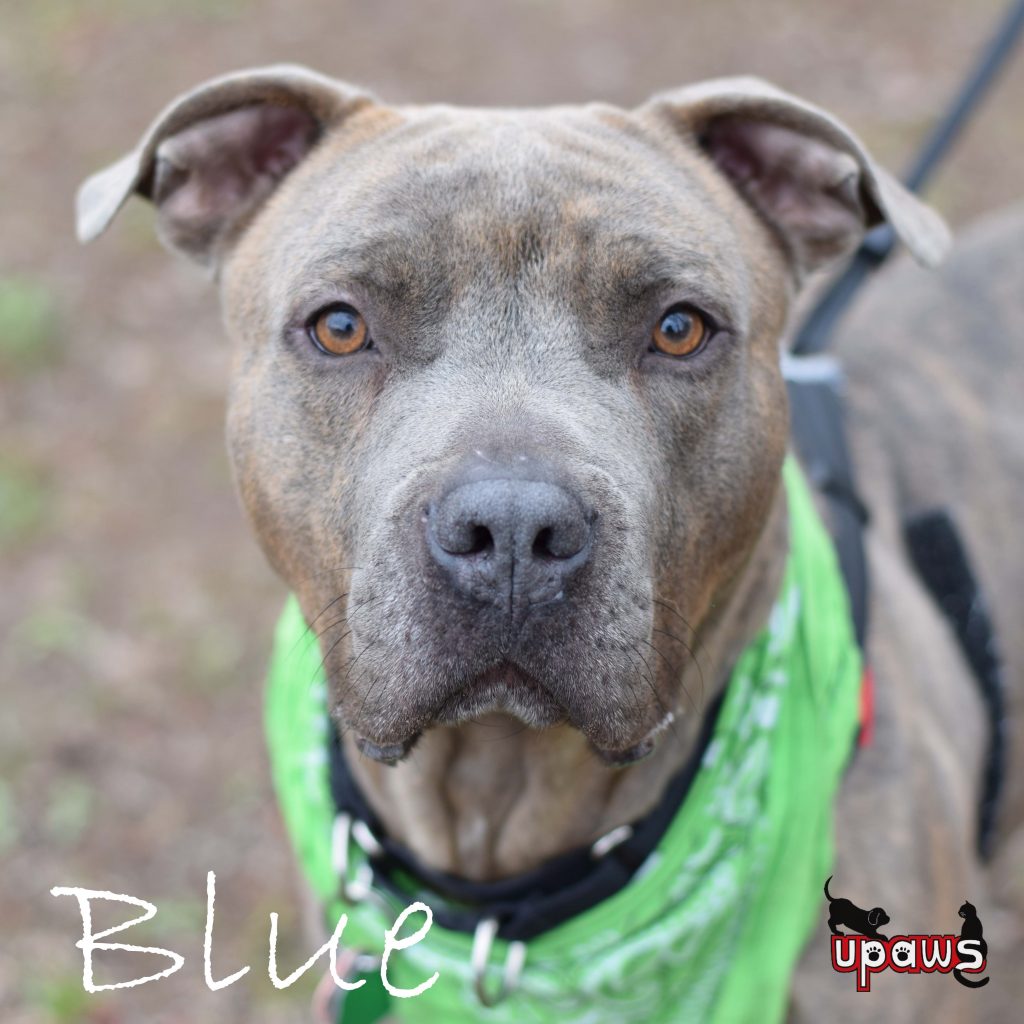 Blue - Upper Peninsula Animal Welfare Shelter