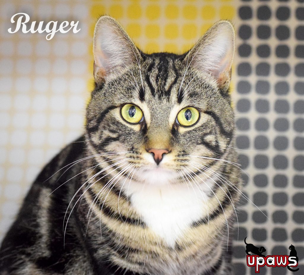 RUGER: FEATURED PET FOR ADOPTION - Upper Peninsula Animal Welfare Shelter