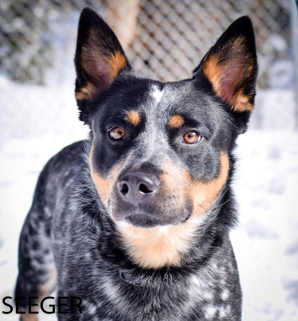 Beamer aka Finley - Upper Peninsula Animal Welfare Shelter