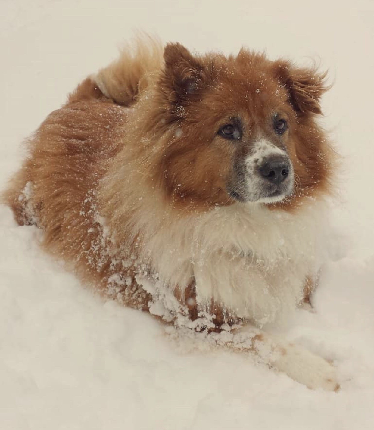 Maggie - Upper Peninsula Animal Welfare Shelter