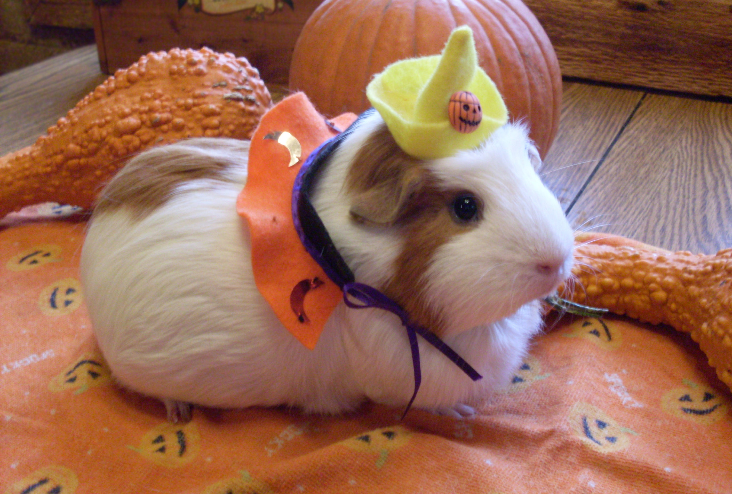 SDC10814 - Upper Peninsula Animal Welfare Shelter