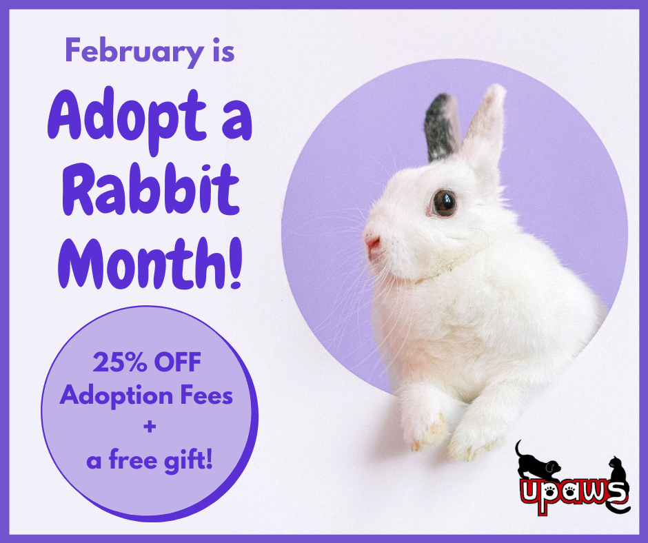 Adopt a Bunny Month! (1) - Upper Peninsula Animal Welfare Shelter