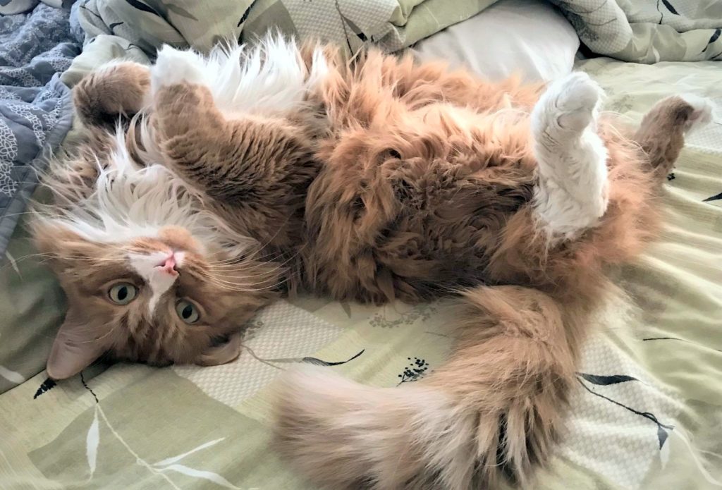 Bo Bo Rhodes - Upper Peninsula Animal Welfare Shelter