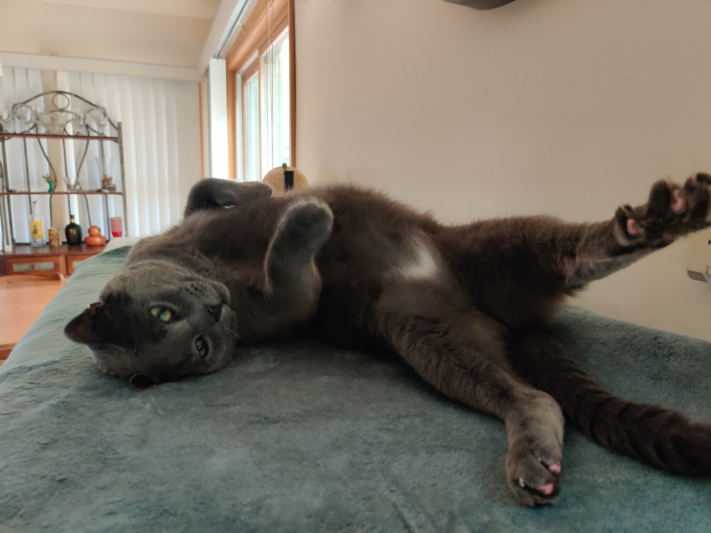 Big Mac, aka Chompy - Upper Peninsula Animal Welfare Shelter