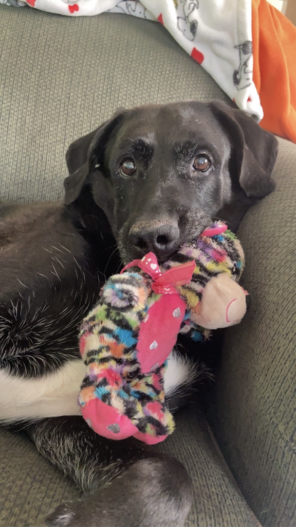 Batman - Upper Peninsula Animal Welfare Shelter